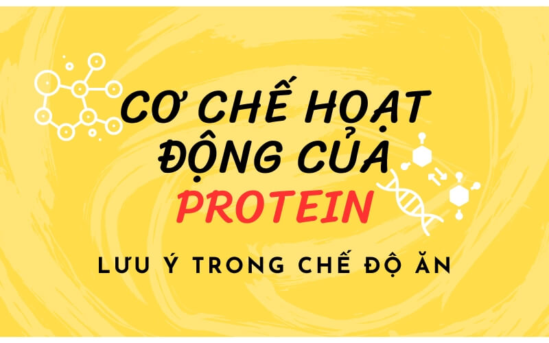 Cơ chế hoạt động của protein – lưu ý trong chế độ ăn